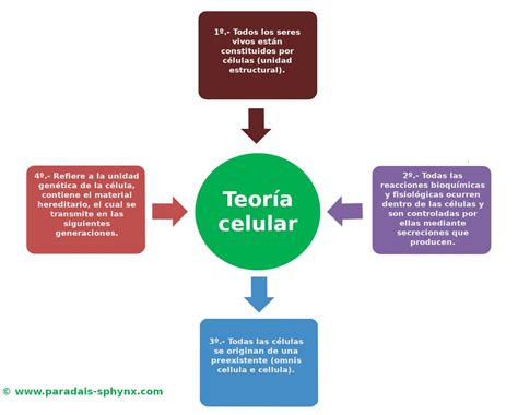 Teoría Celular De Qué Trata Principios O Postulados Autores Destacados