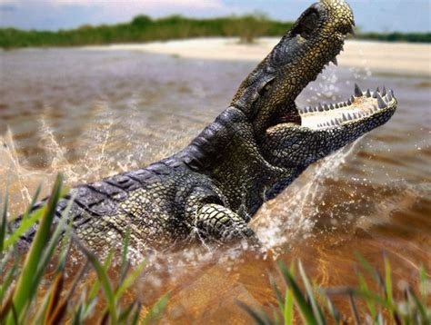 Purussaurus Brasiliensiscrocodyliformes Crocodyliens Alligatoridés