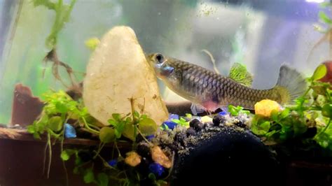 Camallanus Worms Treatment How To Treat Worms In Fish Tanks