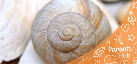 What Is Fibonacci Day Twinkl