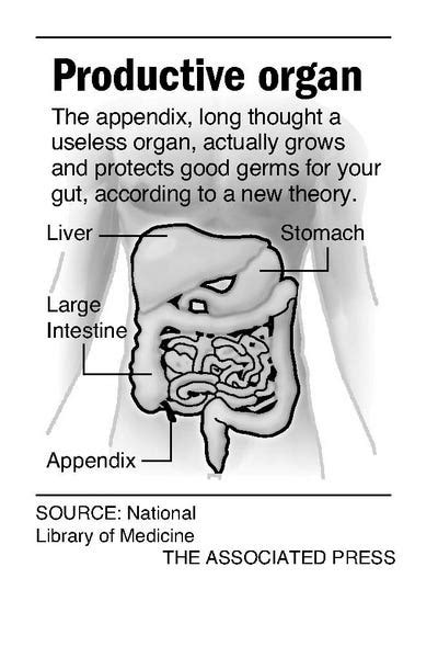 Appendix Function In Digestive System