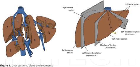 Figure 1 From Segmental Oriented Liver Surgery Semantic Scholar
