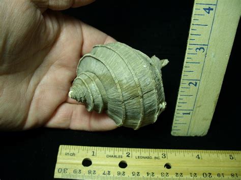 Complete Fossil Gastropod 030121c The Stones And Bones Collection