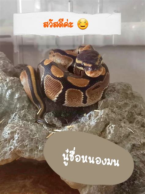แนะนำสมาชิกในบ้าน Python Mania ค่ะ แกลเลอรีที่โพสต์โดย Pythonmania