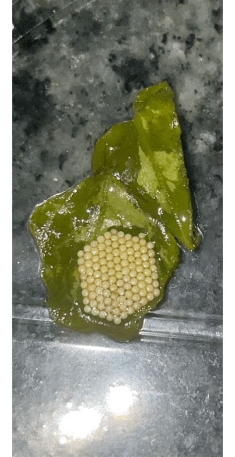 What Bug Laid These Eggs Rwhatsthisbug