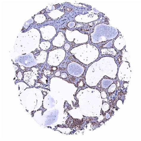 Occludin Msva 415m Ms Validated Antibodies