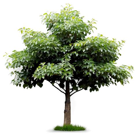 Download Small Tree In Field Png Hqk