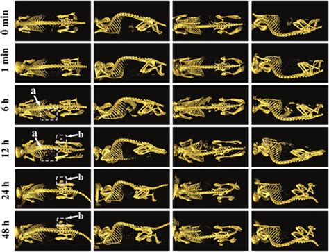 CT Imaging Of HeLa Xenograft Nude Mouse After The Injection Of Ag S I Download Scientific