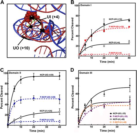 Effect Of Formaldehyde Cross Linking On The Removal Of Uracil A Download Scientific Diagram