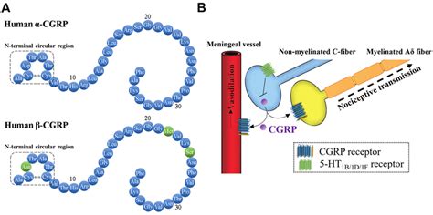 The Roles Of Cgrp In Trigeminovascular System A Mature Peptide Of Download Scientific
