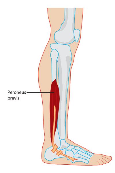 Styloid Process Foot
