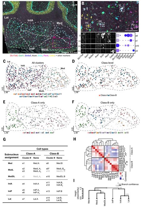 Spatial Organization Of Mouse Cell Types A A STARmap Coronal Section Download Scientific