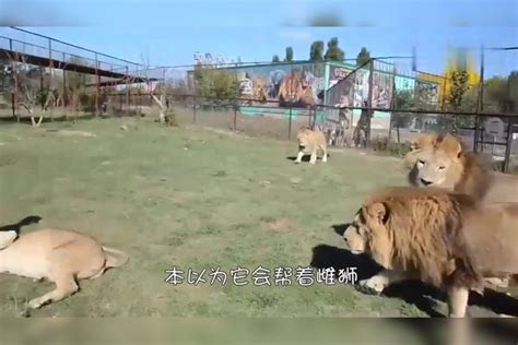 雌狮死死咬住饲养员衣服，下一秒雄狮的举动，网友：“注孤生”雄狮举动衣服