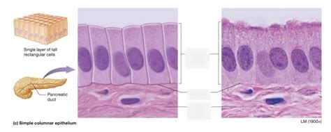 Simple Columnar Epithelium Diagram Quizlet