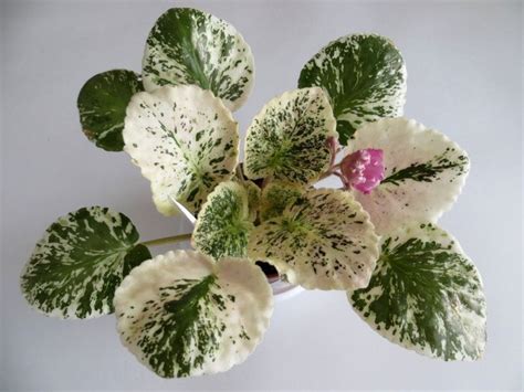 Фиалка OS-Колокольчики для Тани