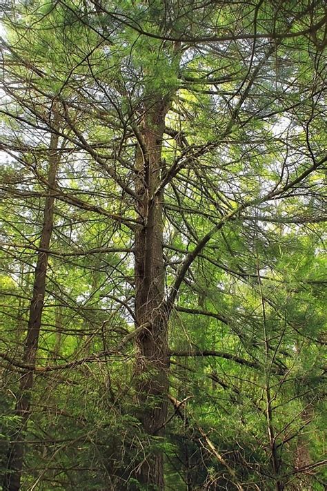 무료 사진 나무 나무 잎 자연 풍경 야외 잔디 오크 모스