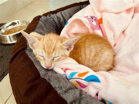 Милые котики