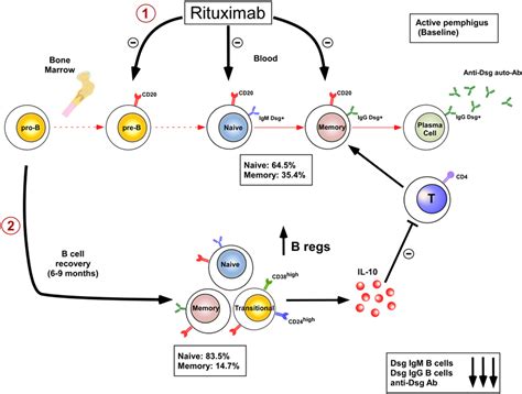 Frontiers B Cell Modulation Strategies In Autoimmune Diseases New