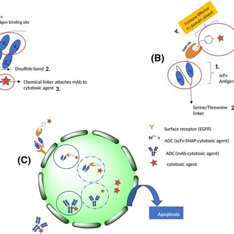 Structure Of Two Types Of Adcs A An Immunoglobulin Igg With Download Scientific Diagram