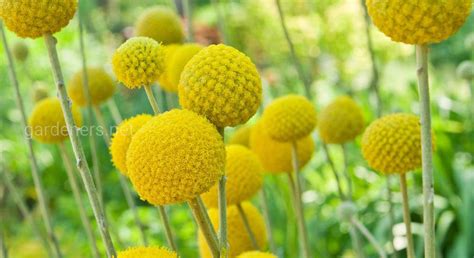 Краспедія екзотична красуня Посадка розмноження догляд Огородники