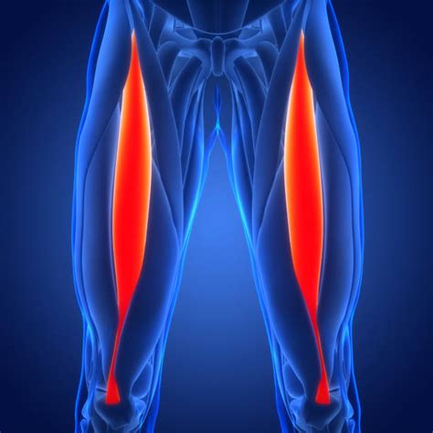 90 Músculo Recto Femoral Ilustraciones Fotografías De Stock Fotos E