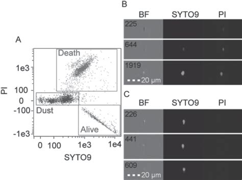 Table 2 From Response Surface Optimization Of Conditions For Culturing Azotobacter Chroococcum