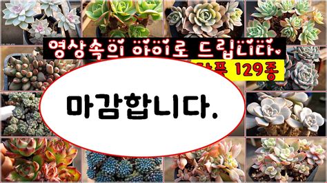 💗11월16일 대소다육 💗단품 129종 영상속의 바로 그아이로 드립니다예쁜아이들 총집합 쨍하게 물든 가을다육이 보러오세요多肉植物succulent 다육이다육