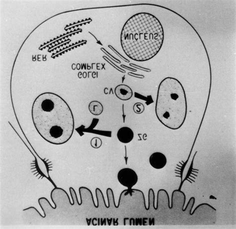 Normal And Abnormal Routing Of Lysosomal Hydrolases And Digestive