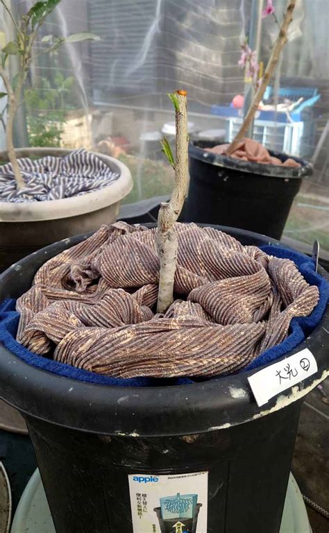 桃 大光② 成長記録 果樹栽培桃