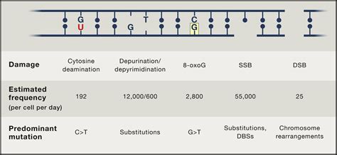 Dna Damage And Mutation Types Of Dna Damage Biodiscoveryjournal
