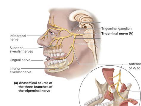 Cranial Nerves V Trigeminal Nerve Diagram Quizlet