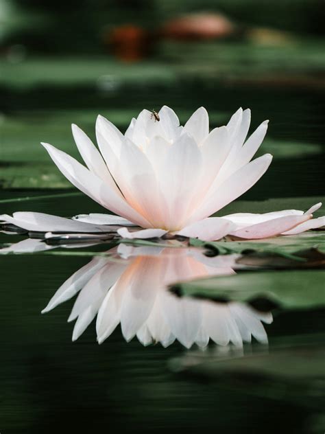 White Lotus Flowers In Water