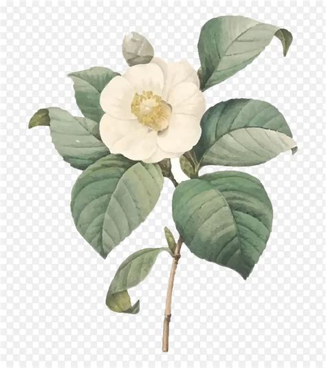 Png Yanrmkex