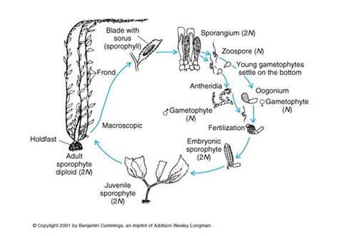 Botany 3e Algae Flashcards Quizlet