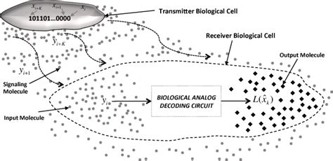 Figure 1 From A Parity Check Analog Decoder For Molecular Communication