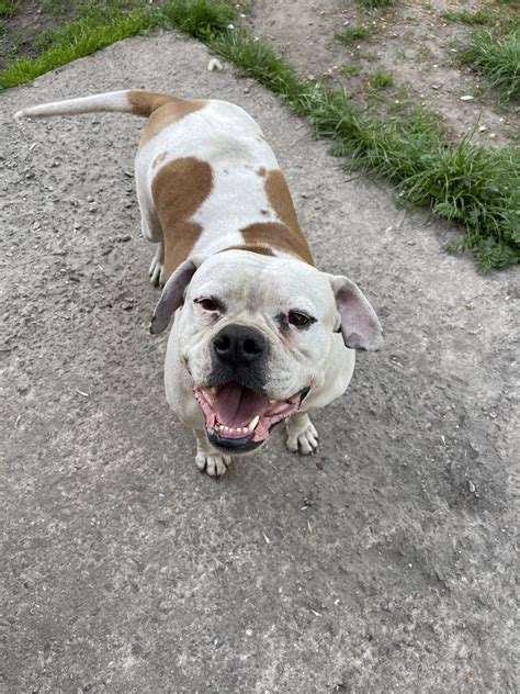 Американський бульдог шукає родину 100 грн Собаки Житомир на Olx