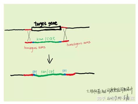 大肠杆菌red同源重组引物设计 知乎