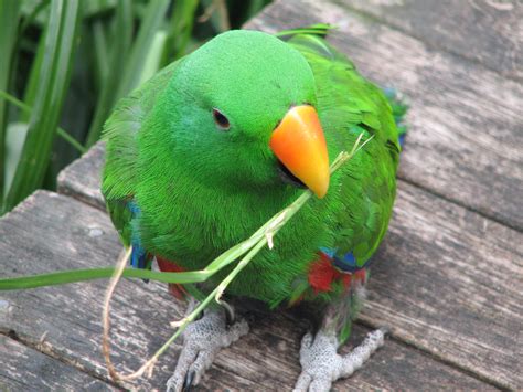 Eclectus Parrot Male Adelaide Zoo Trevors Birding