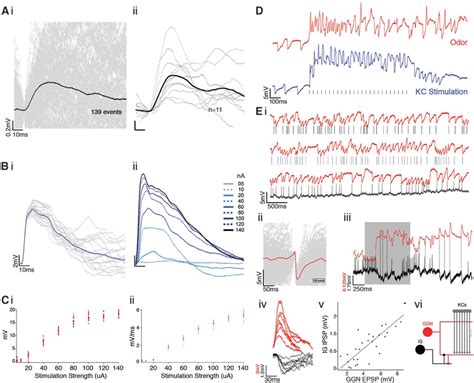 Synaptic Inputs To Ggn A I Single Gray And Averaged Black Download Scientific Diagram