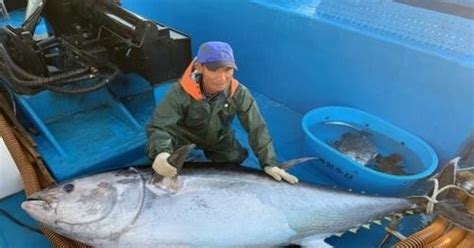 물 만난 동해 참치 수온 오르자 참다랑어 어획량도 껑충