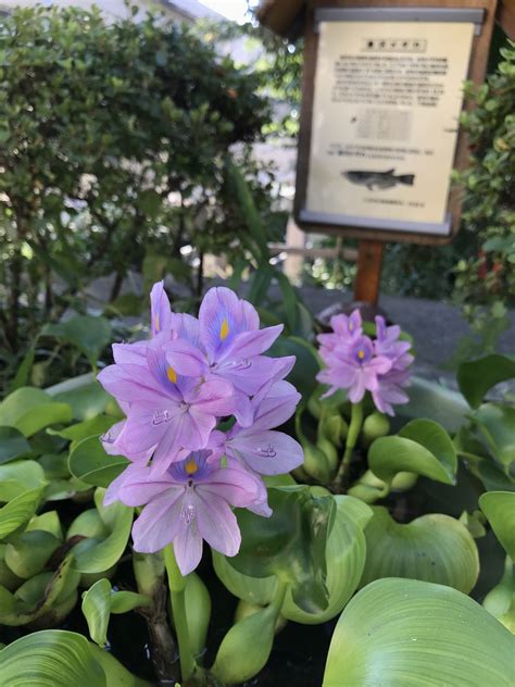 湘南希望の郷からホテイアオイの花 お知らせ 社会福祉法人 光友会 神奈川県藤沢市横浜市磯子区障害者福祉