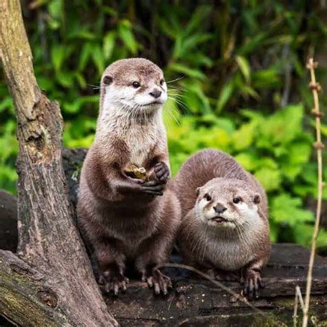 25 Animals That Hibernate In Winter Mammals Insects Amphibians