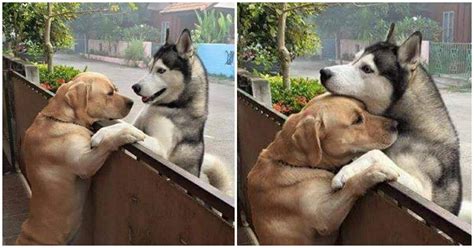 Wolf Fence Debugging Trong Mc Gâu Đần