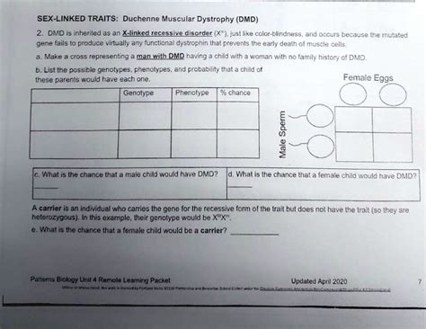 Solved Sex Linked Traits Duchenne Muscular Dystrophy Dmd Dmd Is