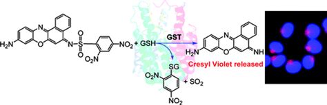 谷胱甘肽转移酶的一系列高荧光底物的合成和表征，一般策略journal Of The American Chemical Society