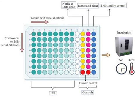Representation Of The Microbiological Checkerboard Method Source The