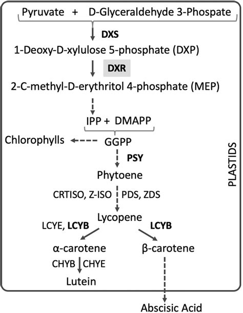 Isoprenoid And Carotenoid Biosynthesis Pathway Isoprenoids Produced By