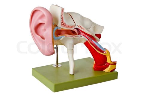 Auditory Canal Stock Image Colourbox