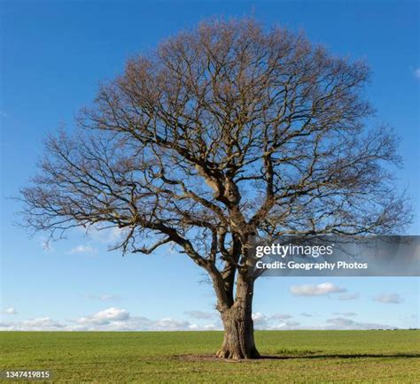 Oak Tree Without Leaves Photos And Premium High Res Pictures Getty Images