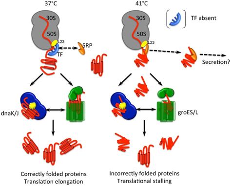 Trigger Factor Tf Docks With L23 On The Ribosome And Is The First Download Scientific Diagram